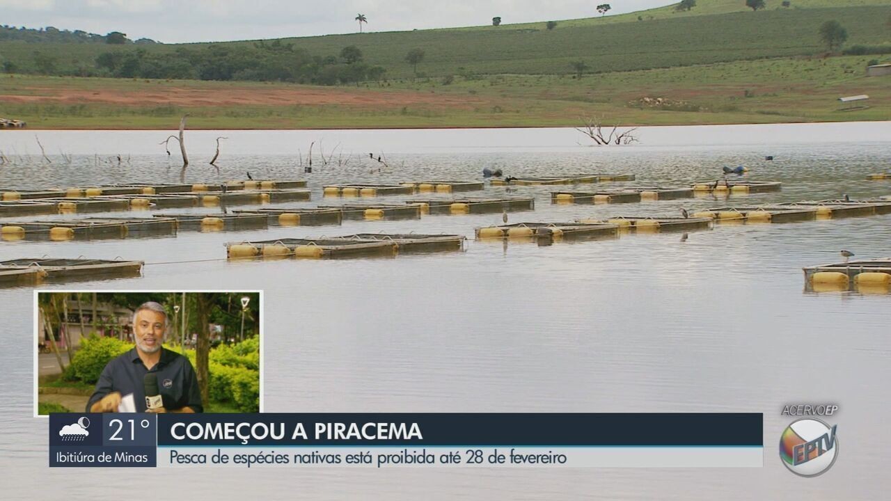 Piracema: saiba quais peixes podem ser pescados durante o período nas ...