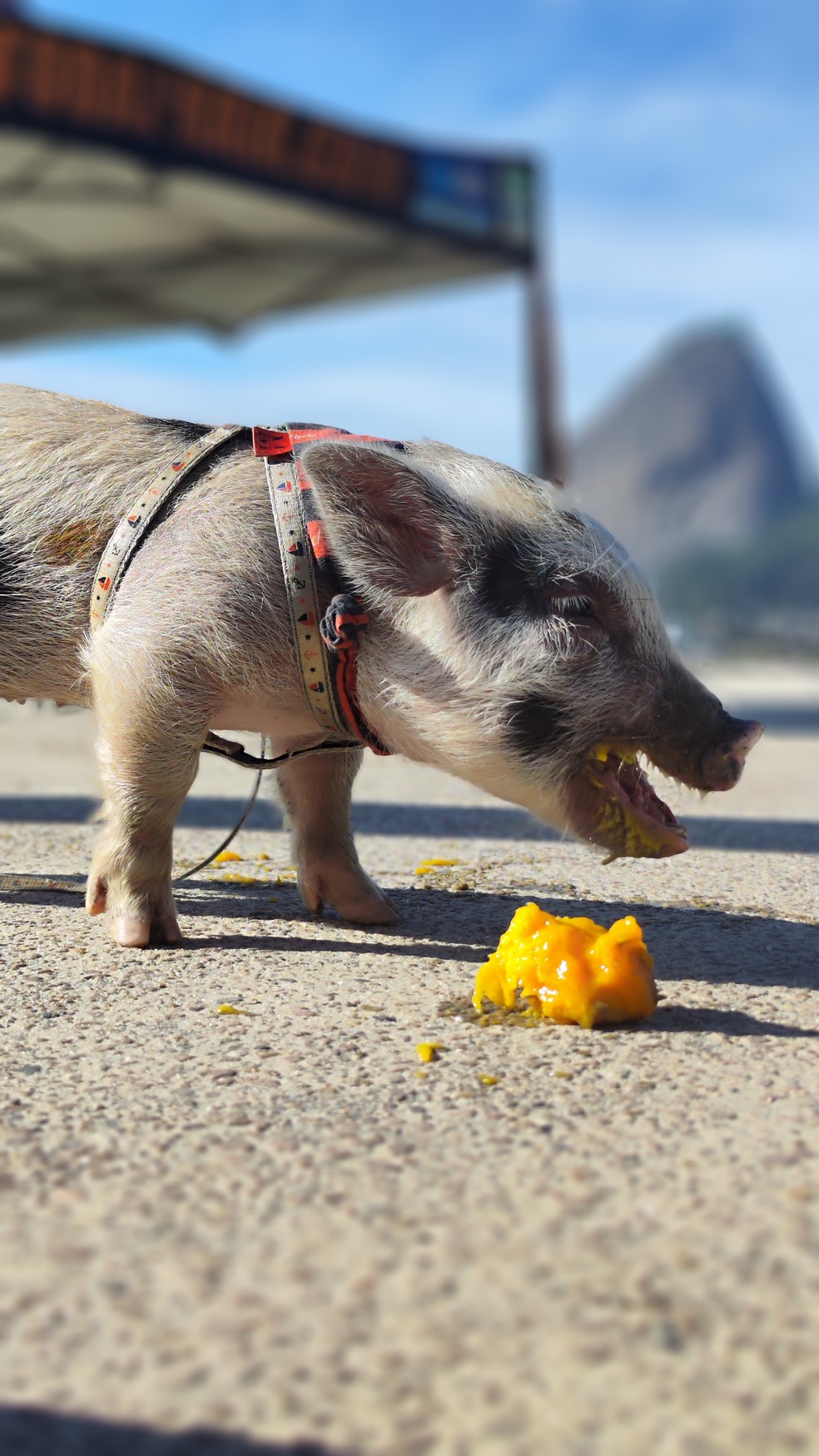 Conheça o Pig Pablo De Arrascaeta, mini porco do Rio que vai à praia ...