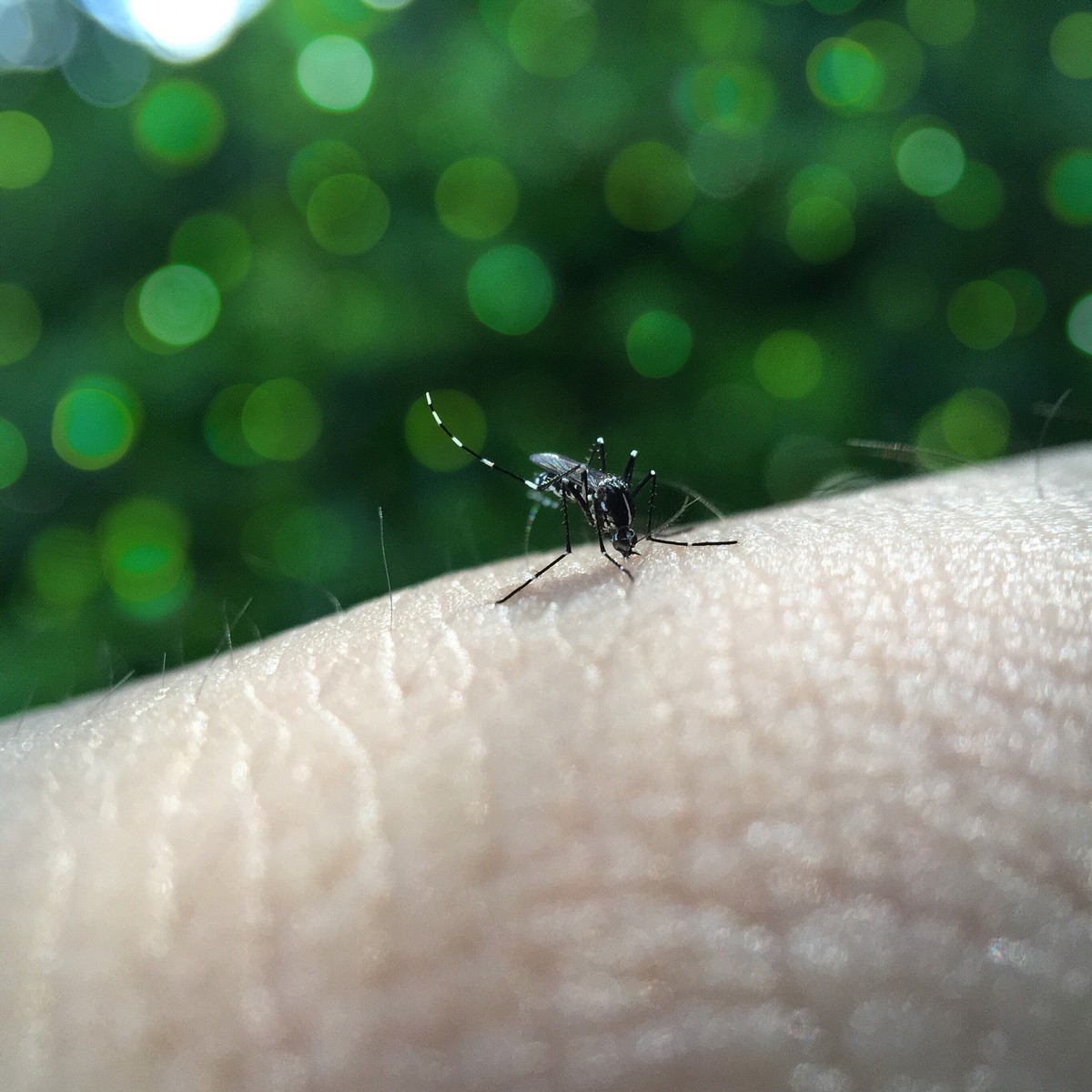 Três pacientes com dengue tipo 2 põem Pinda em estado de atenção | Vale ...