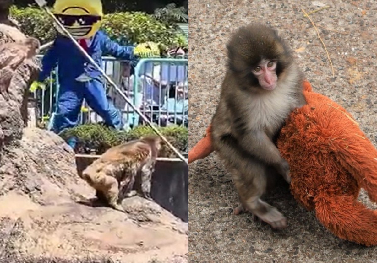 Macaco Punch: americano fantasiado é preso após invadir recinto | G1