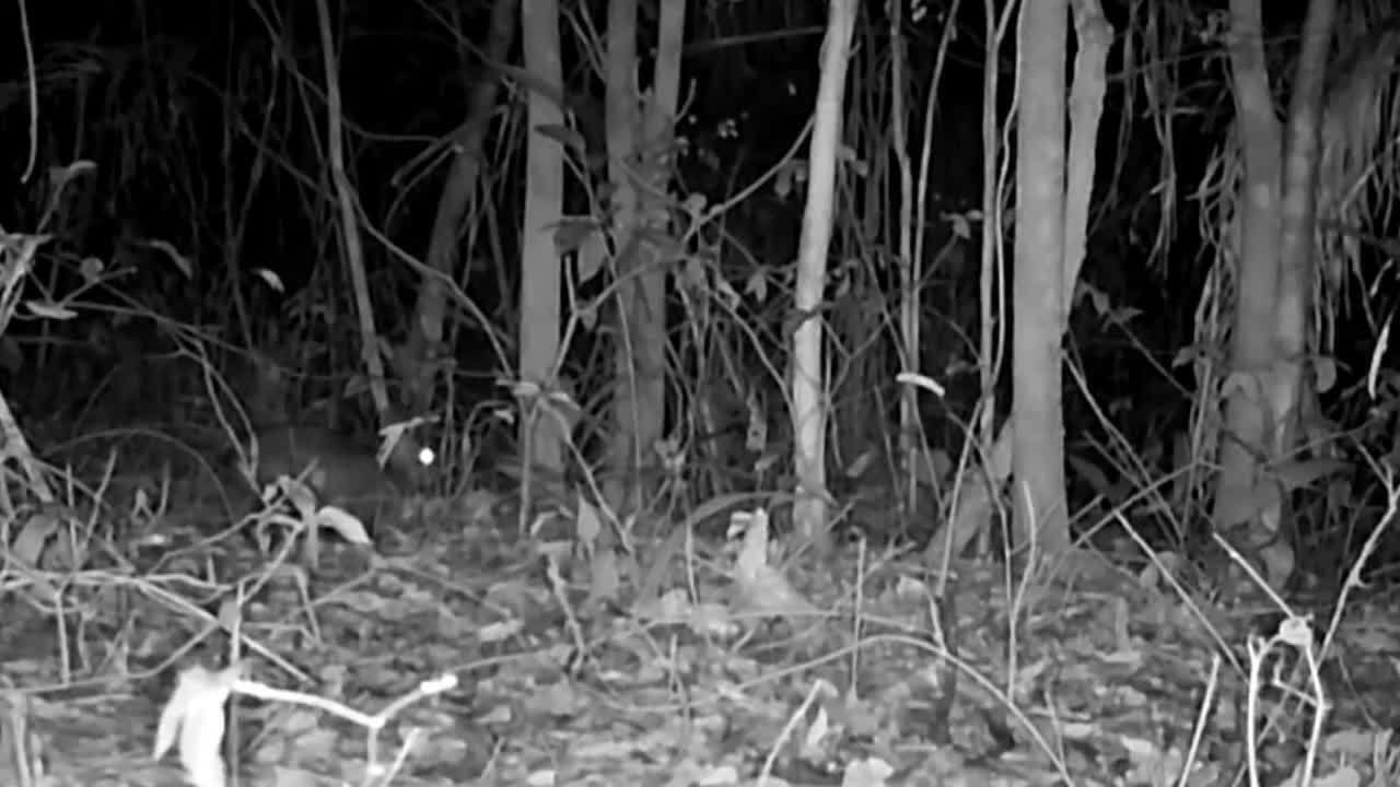 Tapiti: único coelho totalmente brasileiro tem registro raro em parque ...