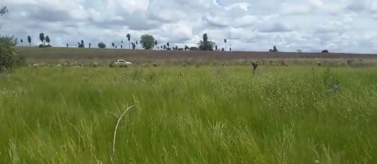 Em meio a tensão entre indígenas e produtor rural, MPF e DPU cobram ...
