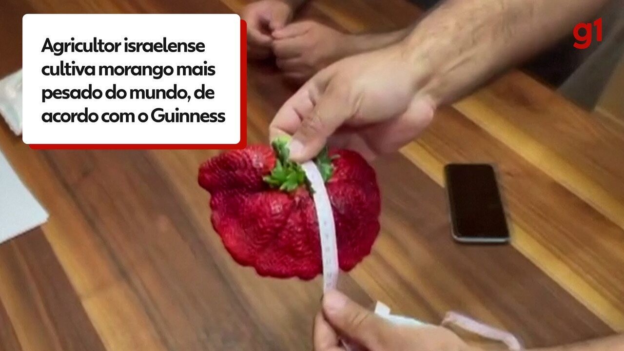 Morango gigante em Israel ganha recorde do Guinness como o mais pesado ...