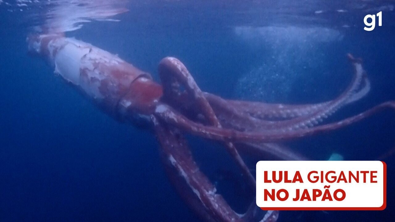 Mergulhadores japoneses registram raras imagens de lula gigante nadando ...