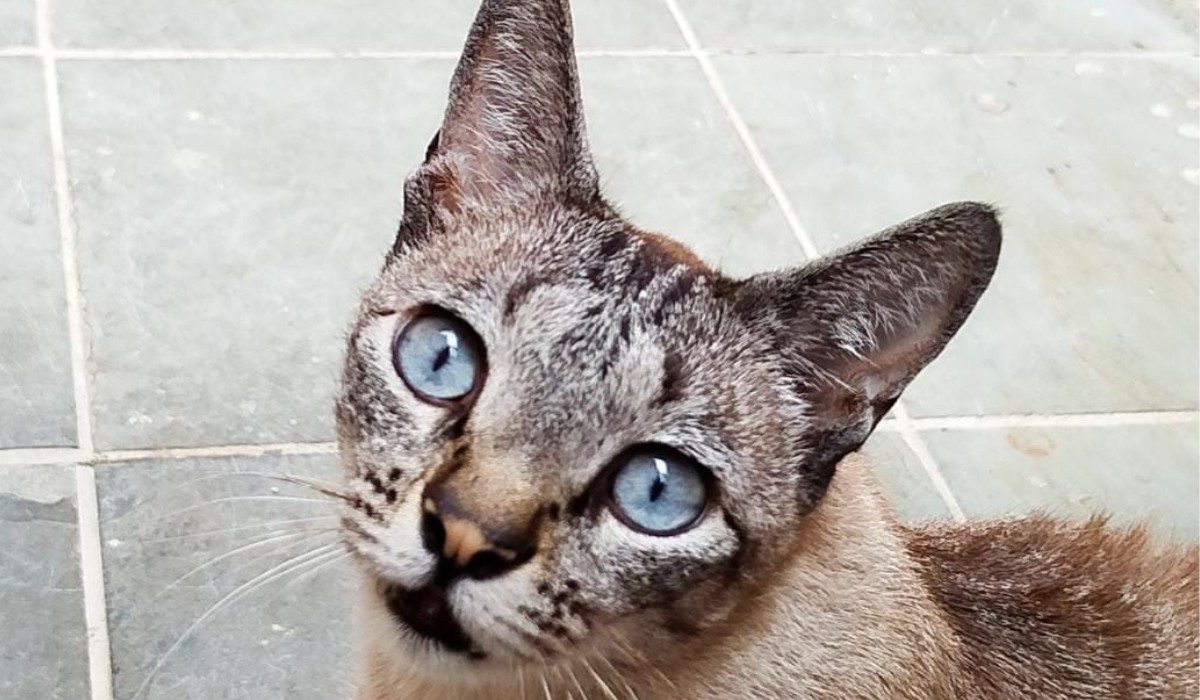 Cadê o Chico? Sumiço de gato mobiliza moradores e brigadistas em SP | G1