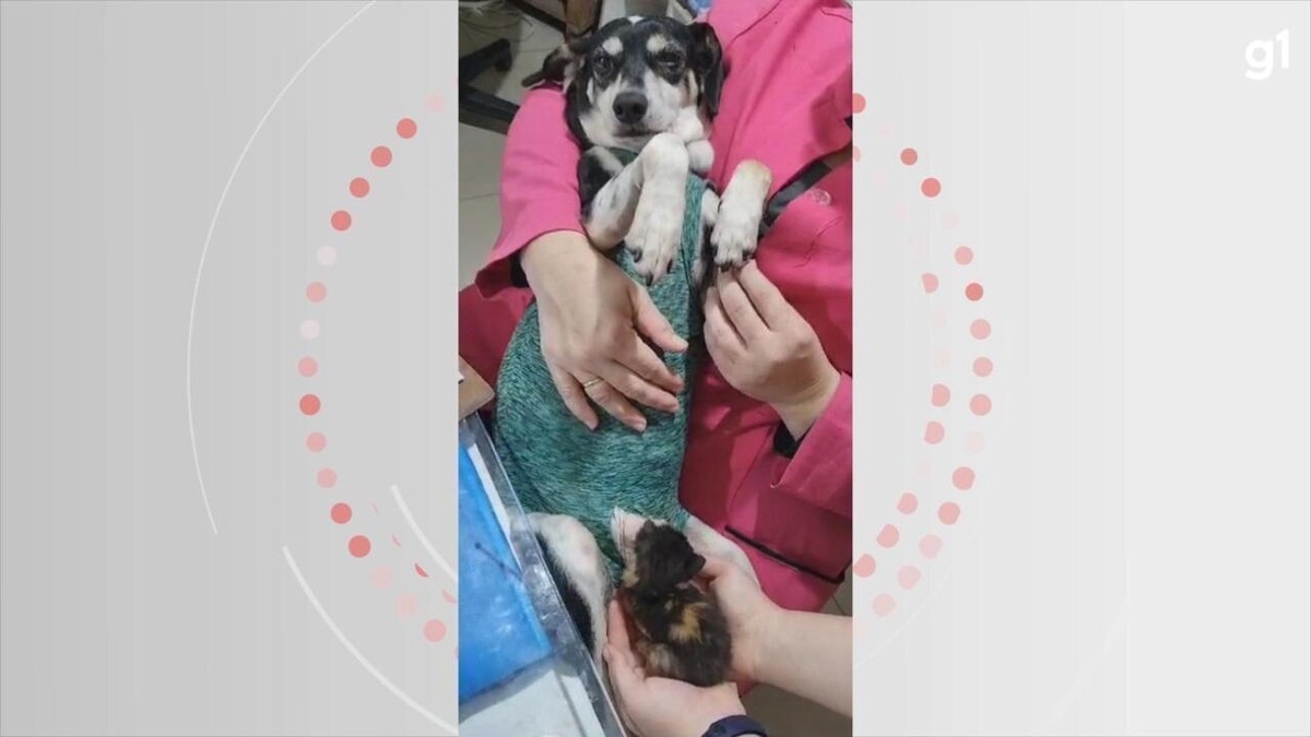 VÍDEO: Cachorra amamenta filhotes de gatos órfãos em Porto Alegre | Rio ...