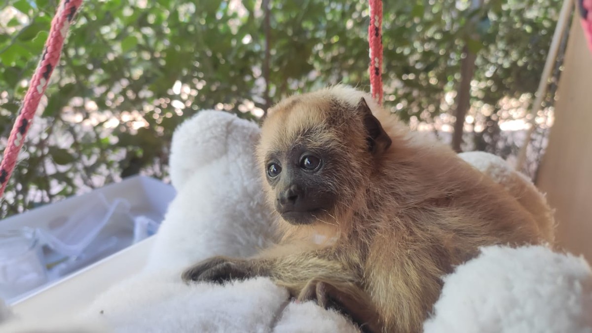 Nascimento de bugio-preto é esperança para a conservação da espécie na ...