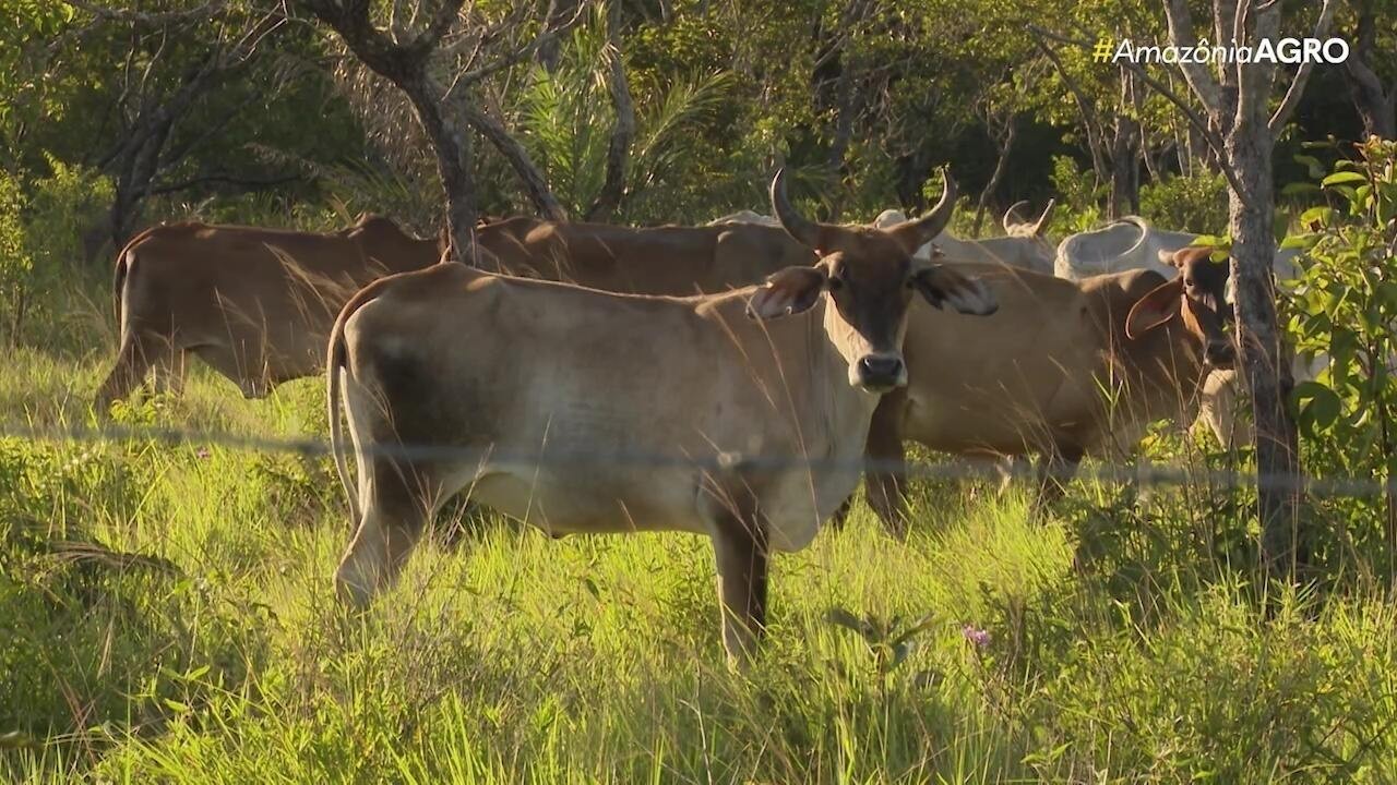 Balança comercial do Acre supera US$ 93 milhões em 2025 | G1