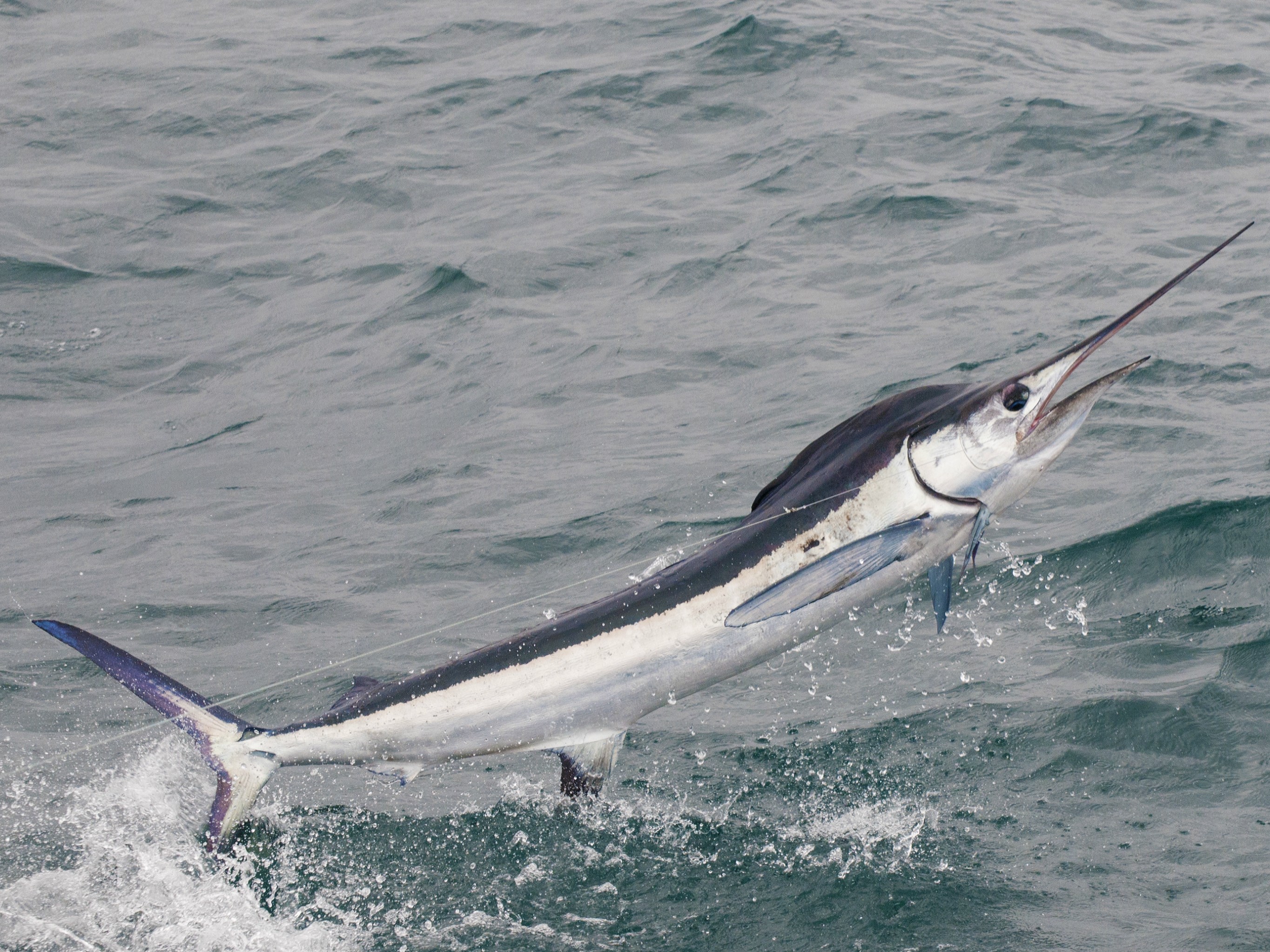 Marlim-azul, um peixe 'bom de bico' | Terra da Gente | G1