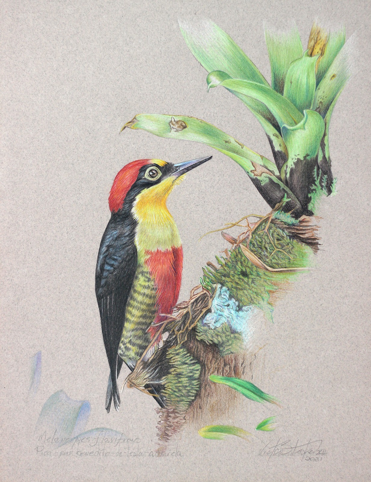 Ilustrador transforma natureza e aves em arte com aquarela, guache e ...