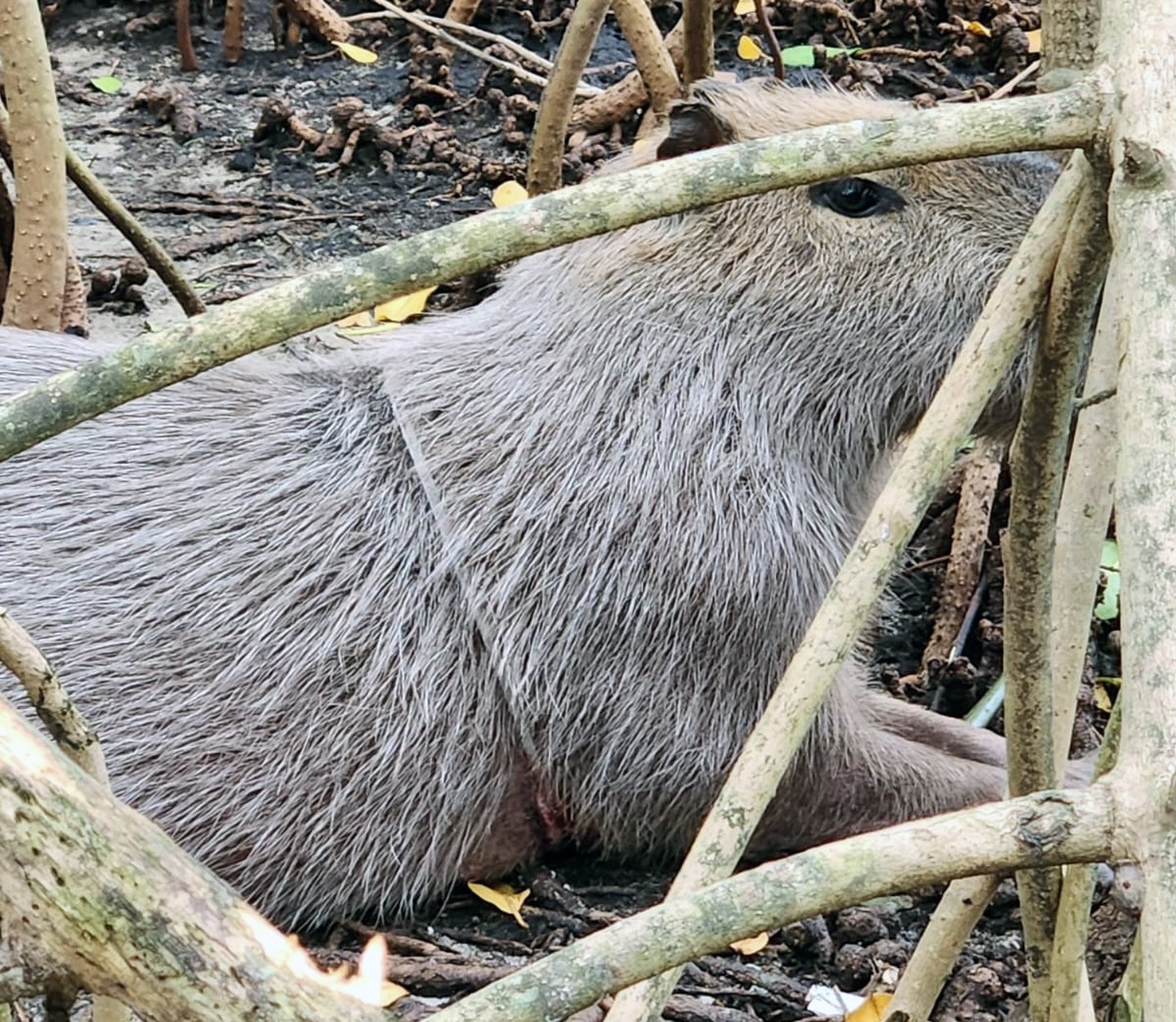 Capivara cai em armadilha e fica com laço preso no corpo | Rio de ...
