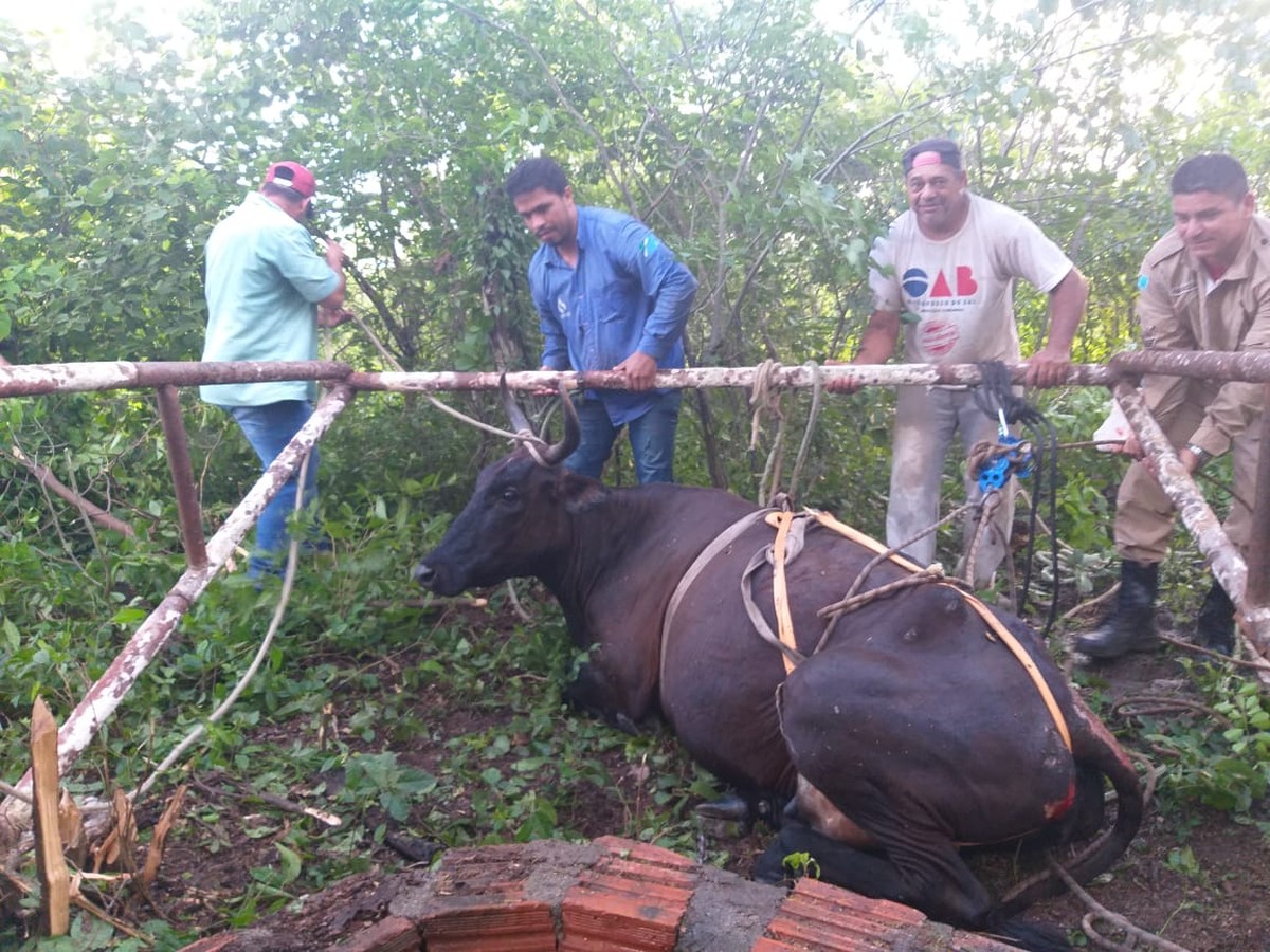 Vaca cai em poço artesiano e é retirada com correntes e cordas em MS ...