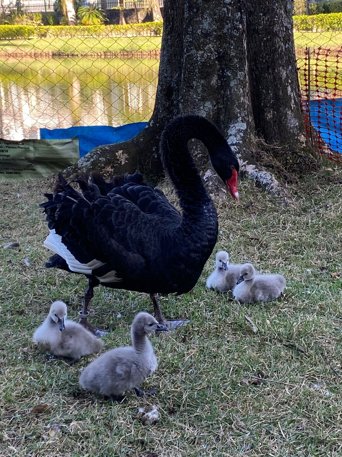 Filhotes de cisnes negros nascem em museu em Juiz de Fora pela primeira ...