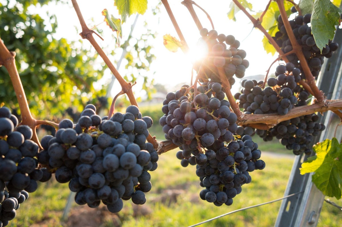 Uva Carignan | MENU FESTVAL | G1