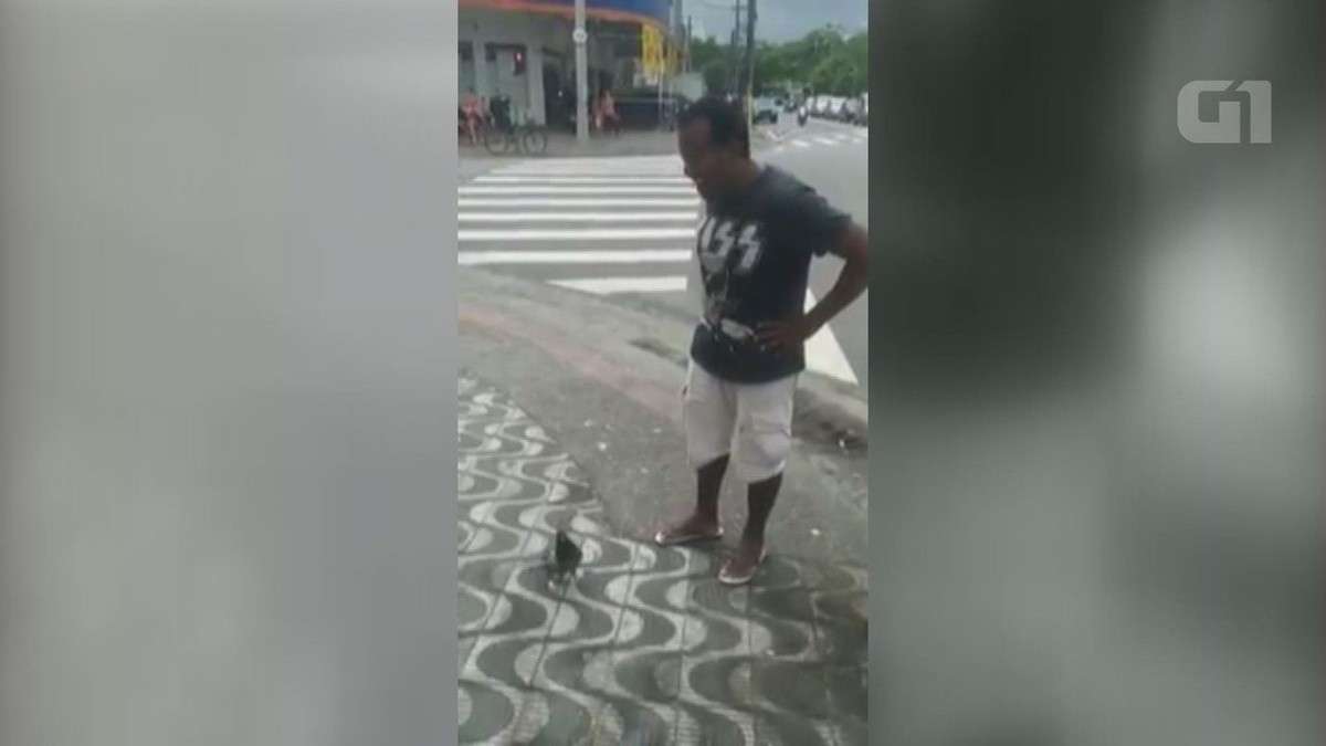 Pomba 'se revolta' com carinho, persegue homem e vídeo viraliza ...