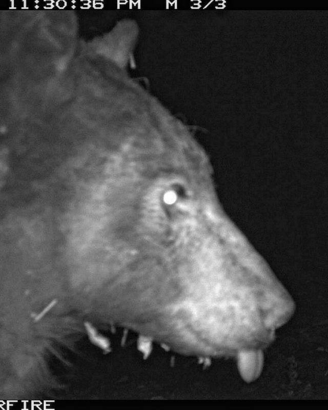 Urso tira centenas de 'selfies' em parque nos EUA; veja FOTOS | G1