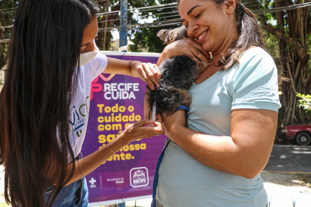 Recife tem Dia D de vacinação de cães e gatos contra raiva; confira ...