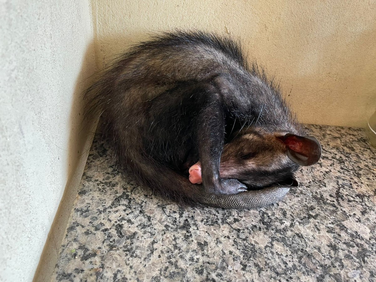 Mãe gambá procura refúgio em casa para dar à luz filhotes em MT | Mato ...