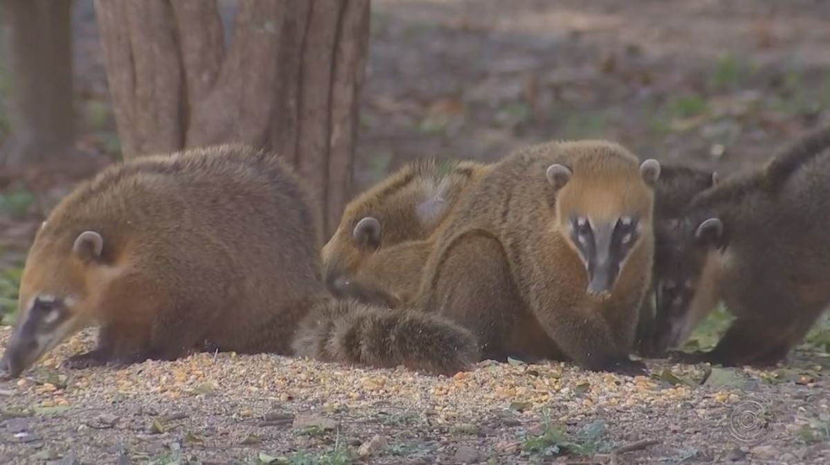 Quatis são flagrados em rua do distrito de Paranapanema; vídeo ...