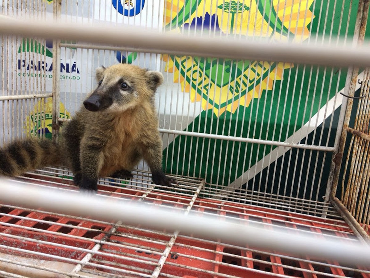 Filhote de quati e pássaros silvestres são resgatados de cativeiro em ...