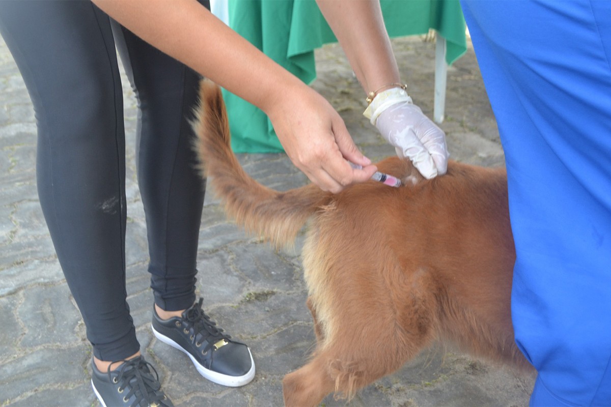 Feira de Santana intensifica vacinação contra raiva para cães e gatos ...