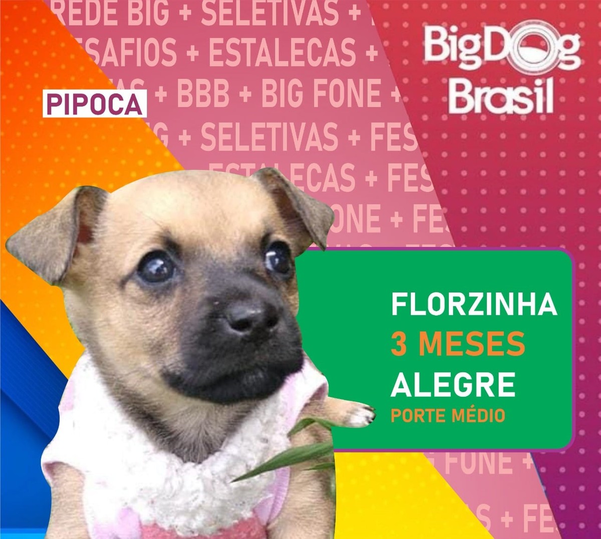 'Big Dog Brasil': Inspirada no BBB, Prefeitura de Pinhais coloca cães ...