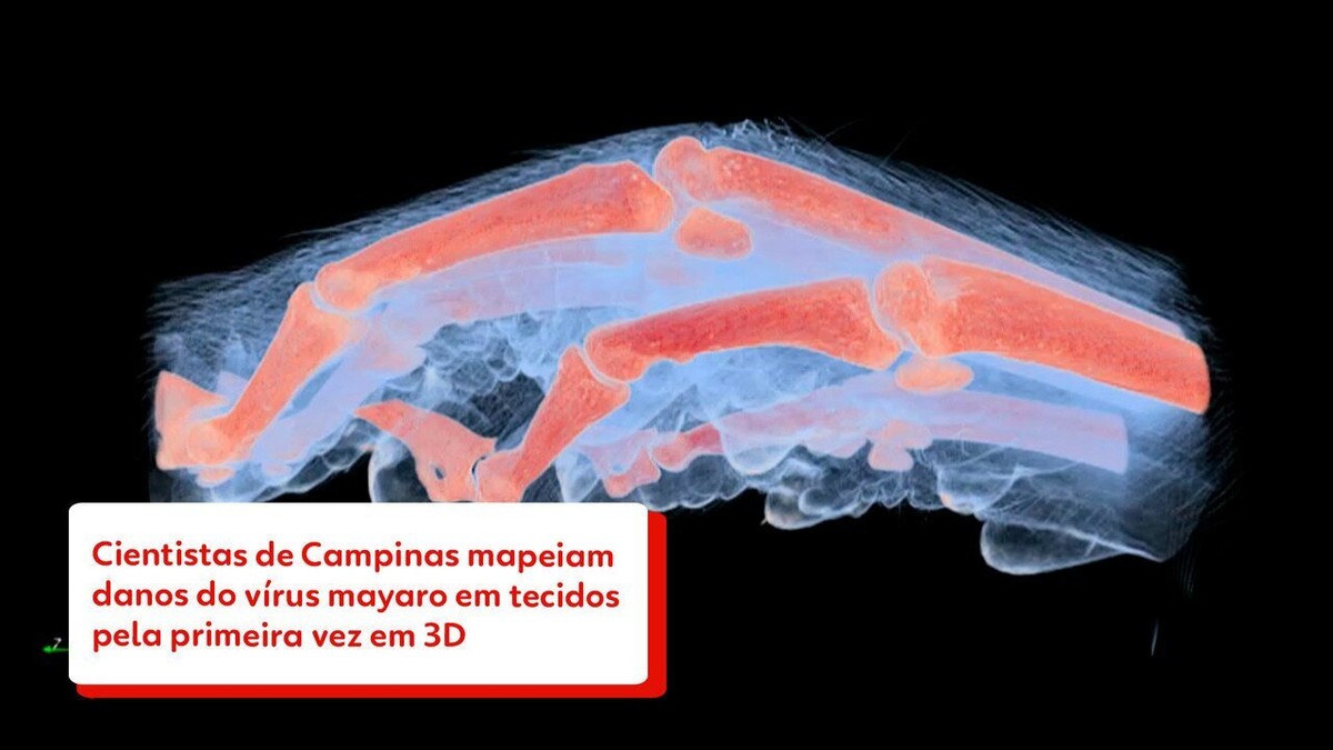 Cientistas de Campinas mapeiam danos do vírus mayaro em tecidos pela ...