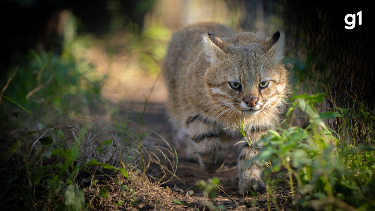 Conheça gato selvagem ameaçado de extinção que vive nos Pampas gaúchos | G1