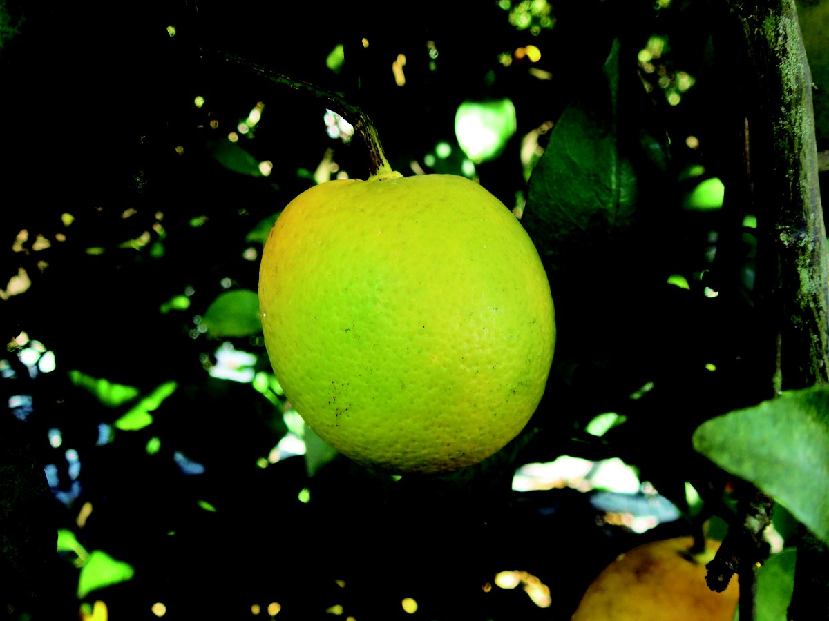 Incidência de greening na região de Matão é alta e exige controle mais ...