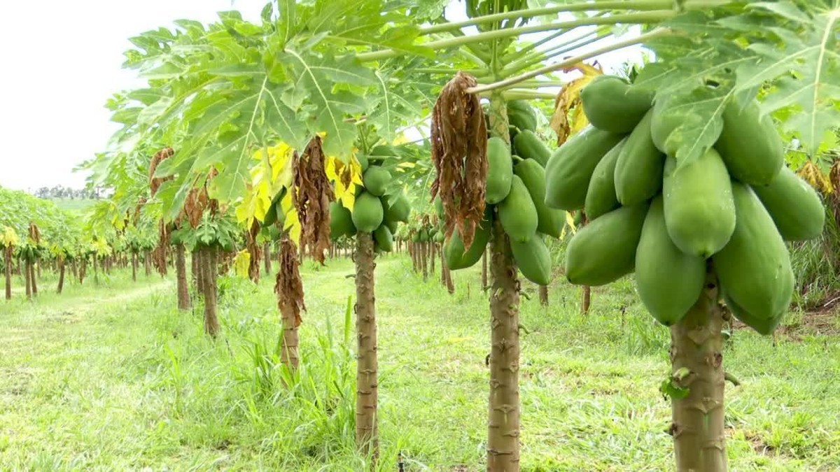 Produção de mamão é nova aposta de produtores do noroeste do Paraná ...