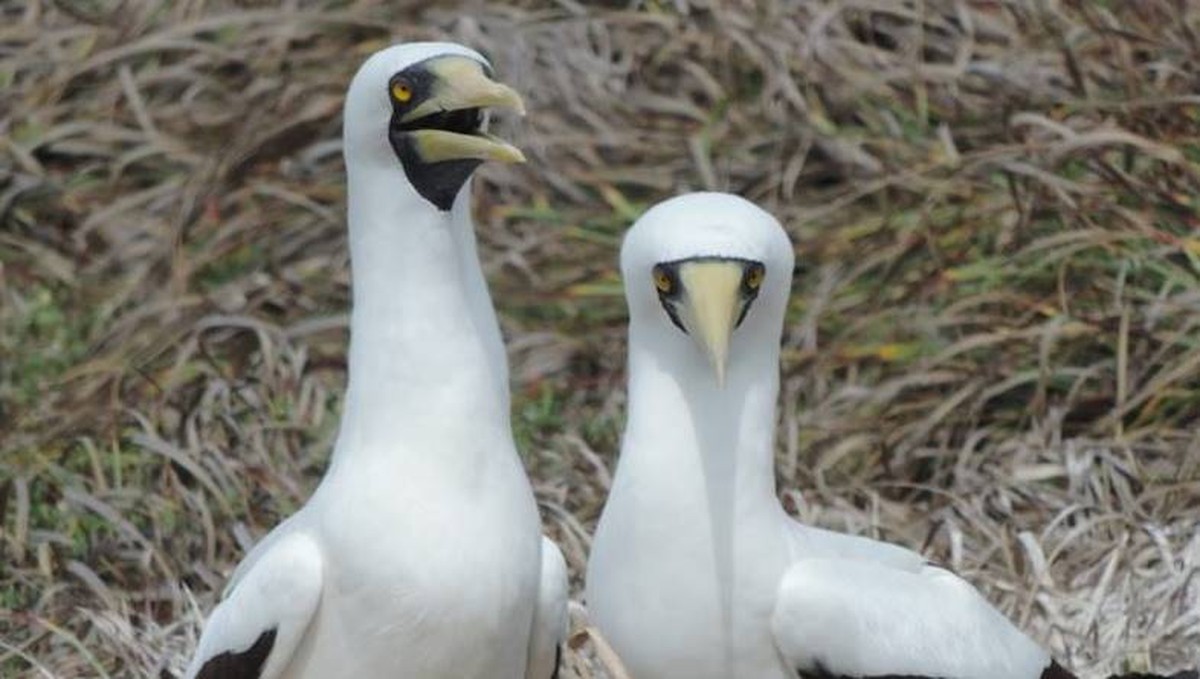 Atobá-mascarado ocorre em todos os oceanos e mergulha para caçar ...