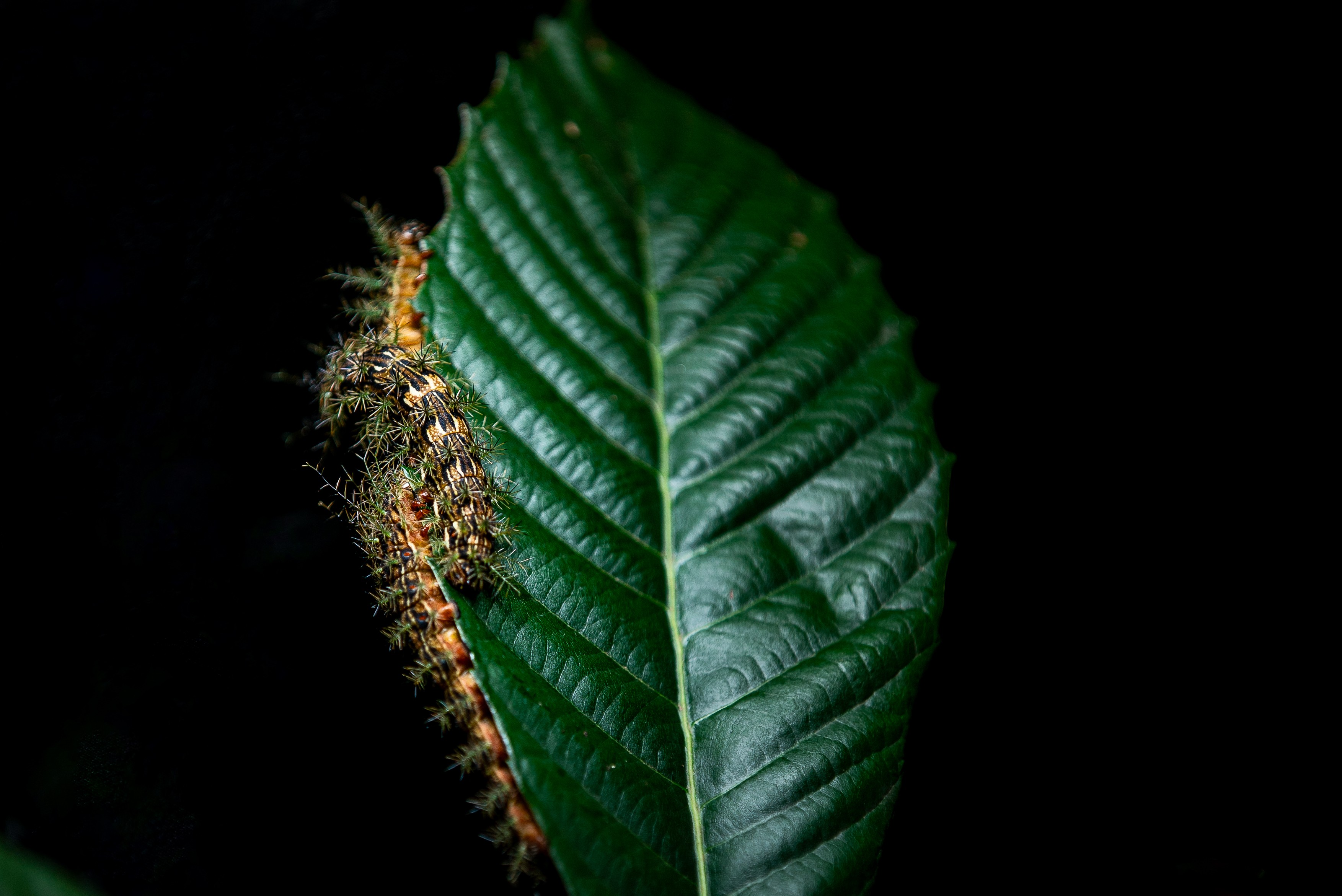 Taturana ou marandová: veja o risco das lagartas que causam 7 mil ...