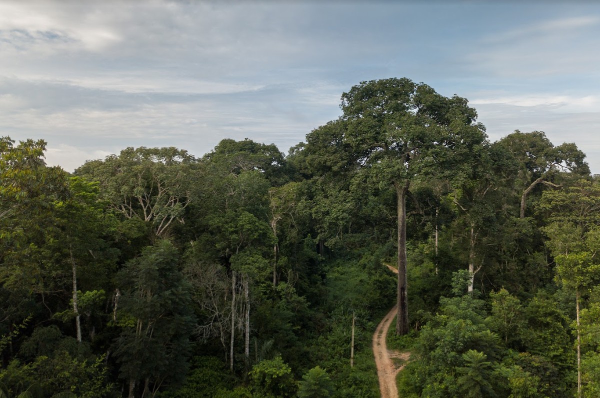 Dia da Amazônia: técnicas sustentáveis garantem desenvolvimento e ...