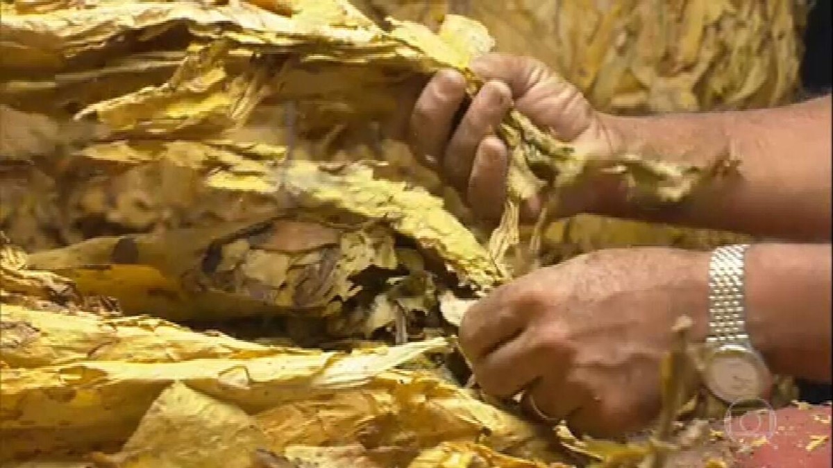 Agricultores comemoram a boa safra de tabaco no Rio Grande do Sul ...