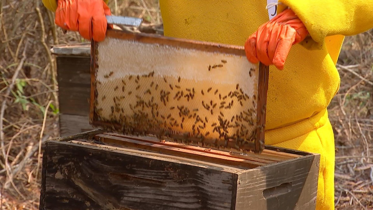 Combate a mel adulterado é um dos desafios da apicultura | Nosso Campo | G1