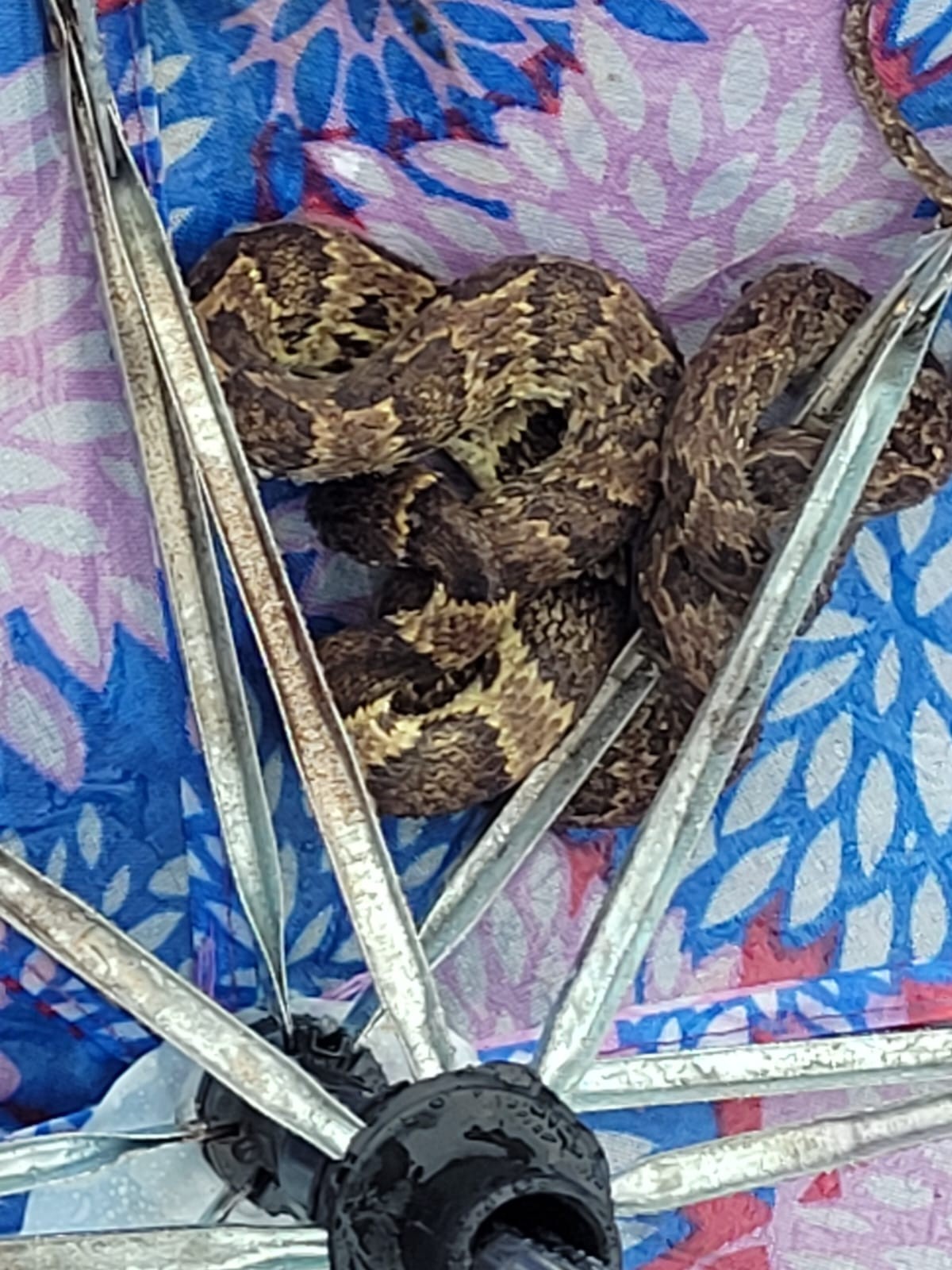 Cobra é encontrada dentro de guarda-chuva em Florianópolis; FOTO ...