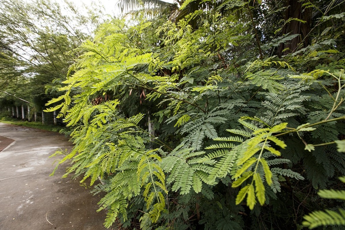 Planta invasora que ameaça a biodiversidade deve ser erradicada | G1