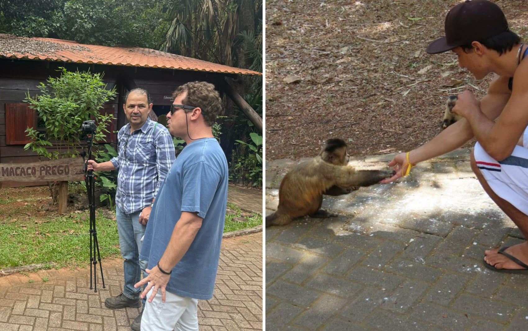Interação de macacos com frequentadores de parque é estudada | G1