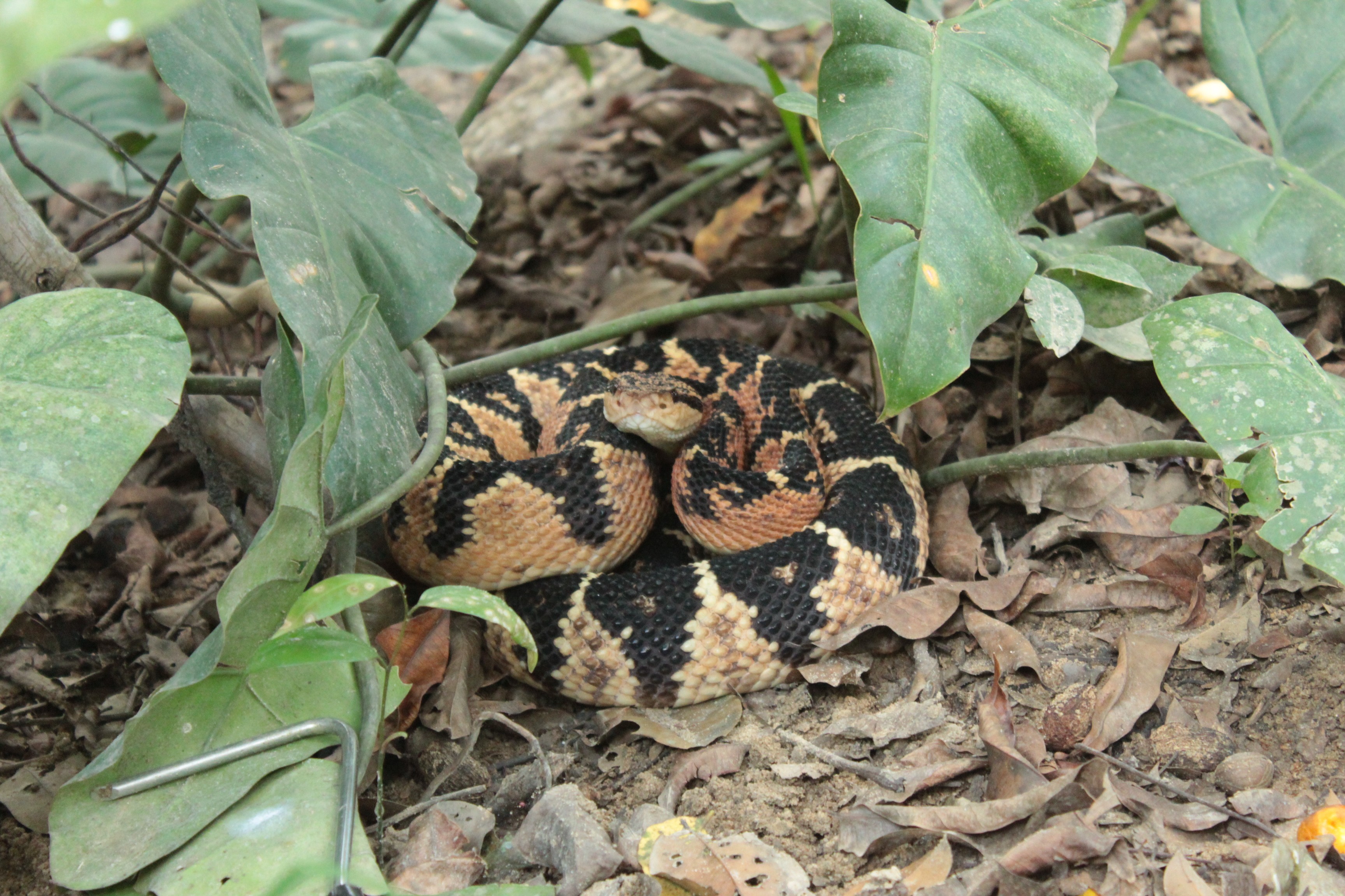 Mudança na taxonomia de surucucu da Mata Atlântica pode impactar ...