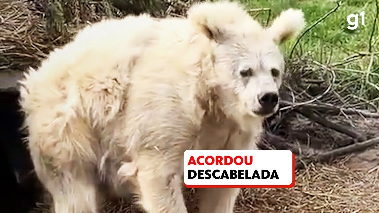 VÍDEO: Ursa acorda descabelada após hibernar | Mundo | G1