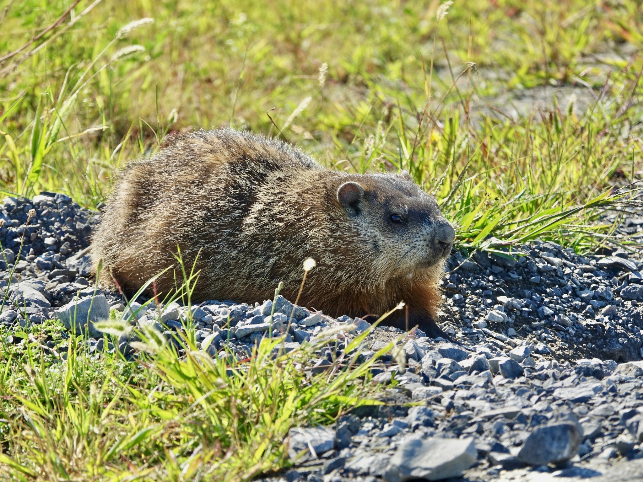 Maior espécie de esquilo do mundo, marmota é conhecida por 'gritos' que ...
