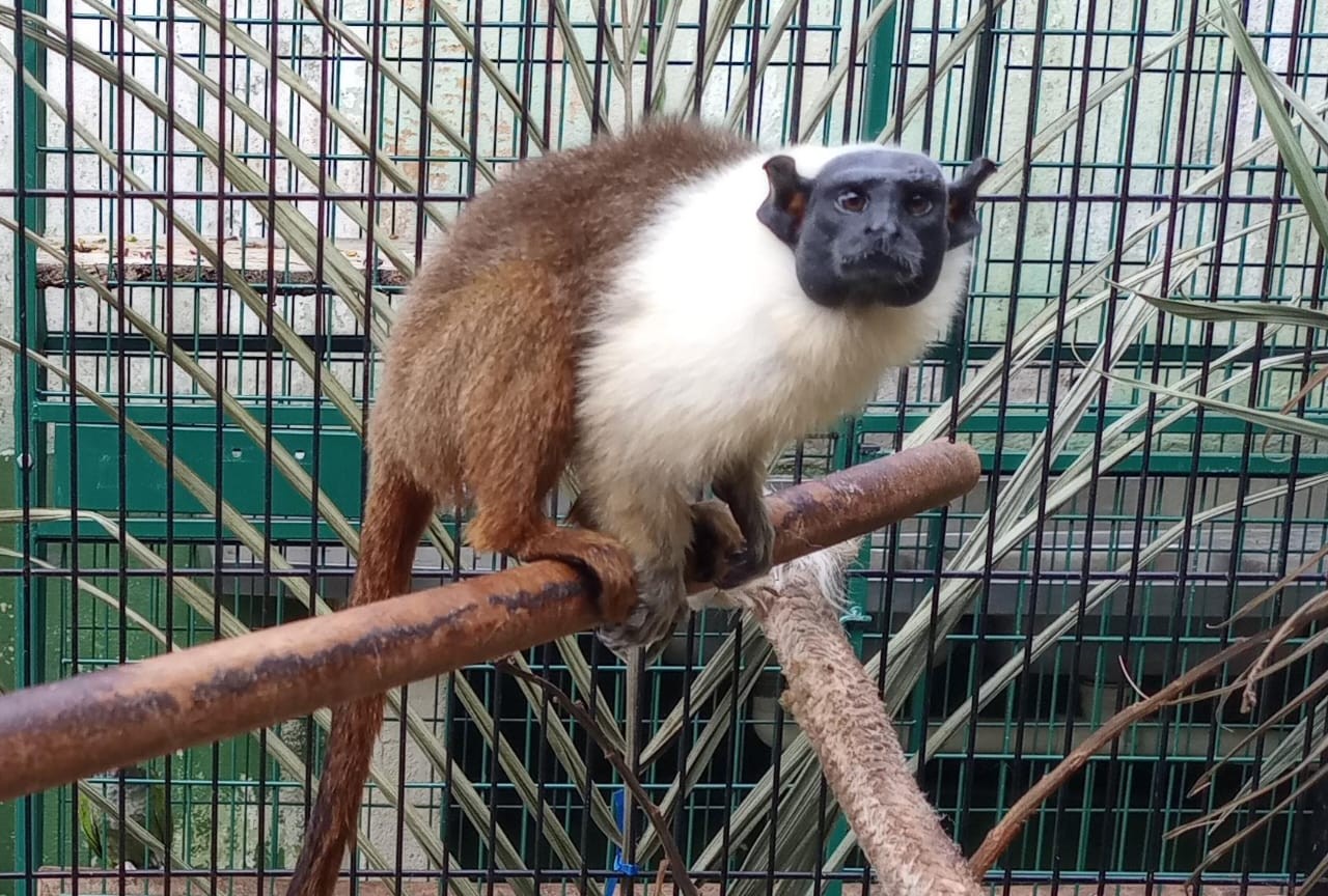 Sagui ameaçado de extinção chega ao Parque Ecológico de São Carlos para ...