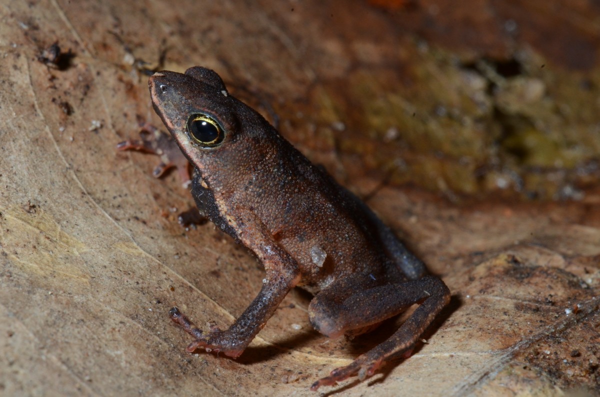 Descoberta de sapo exclusivo da Amazônia aumenta lista de espécies do ...