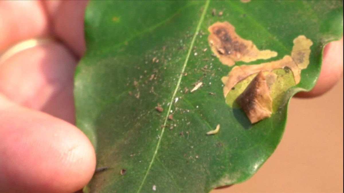 Pesquisadores desvendam o DNA do bicho mineiro, principal praga das ...