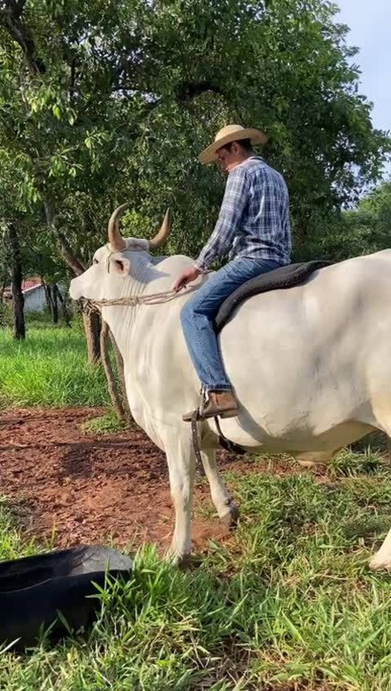 Touro urbano criado como pet e ‘fanático’ por rapadura e manga é ...