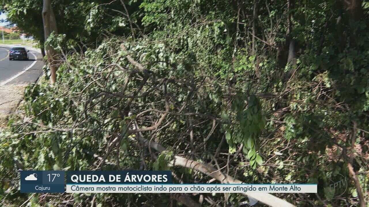 Motociclista quebra tornozelo após ser atingido por galho que caiu de árvore em Monte Alto, SP ...