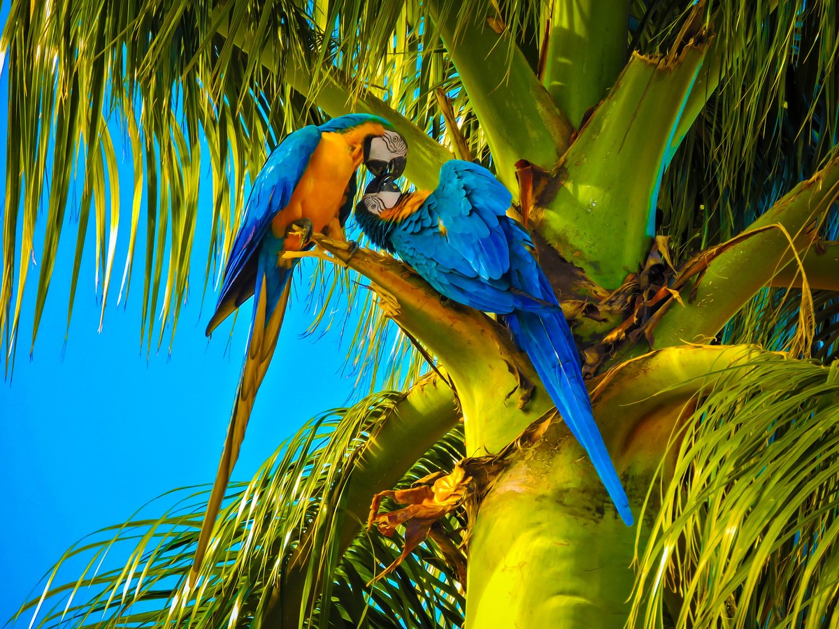 Foto de araras-canindés representa o Brasil na Copa do Mundo de Fotografia
