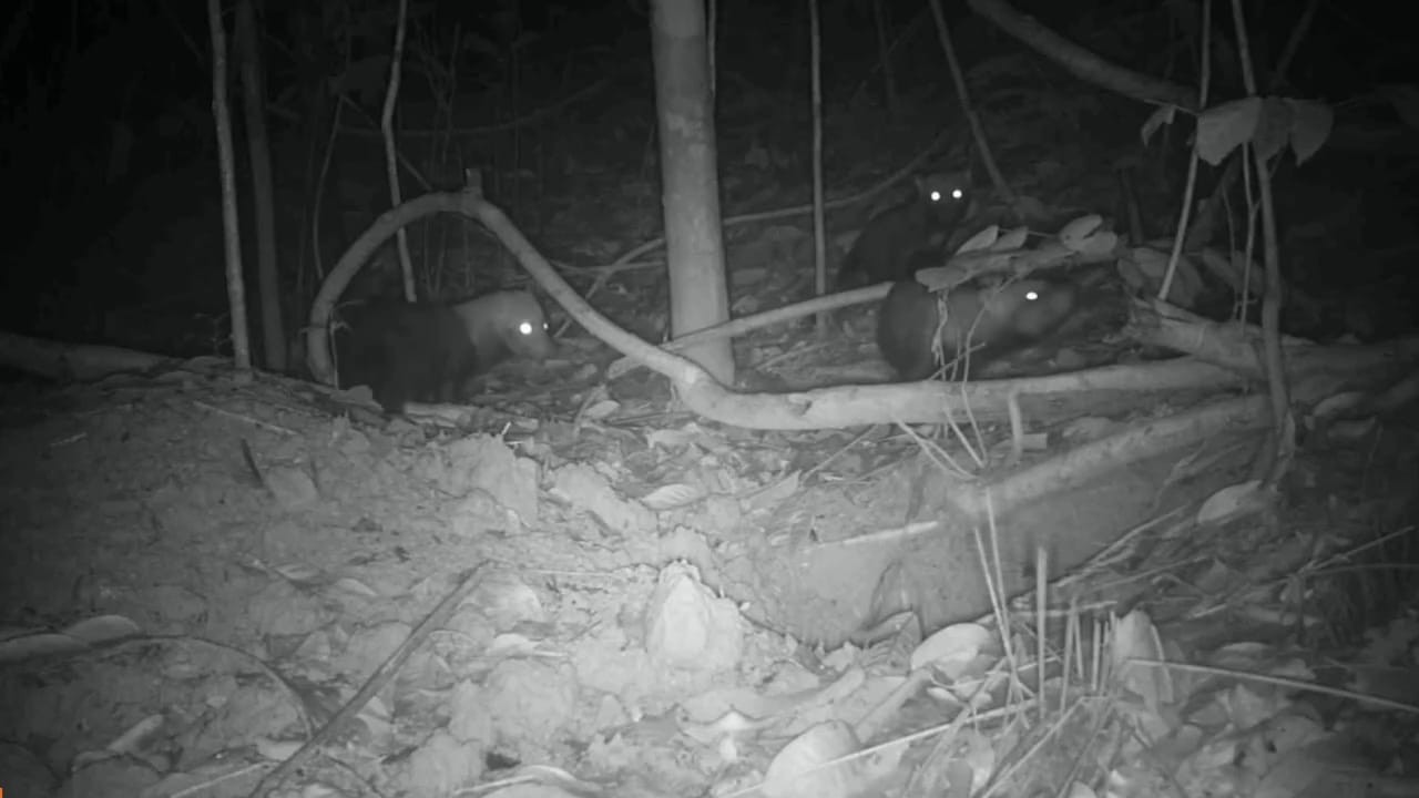 VÍDEO: Câmera trap faz registro raro de cachorro-vinagre em RO | G1