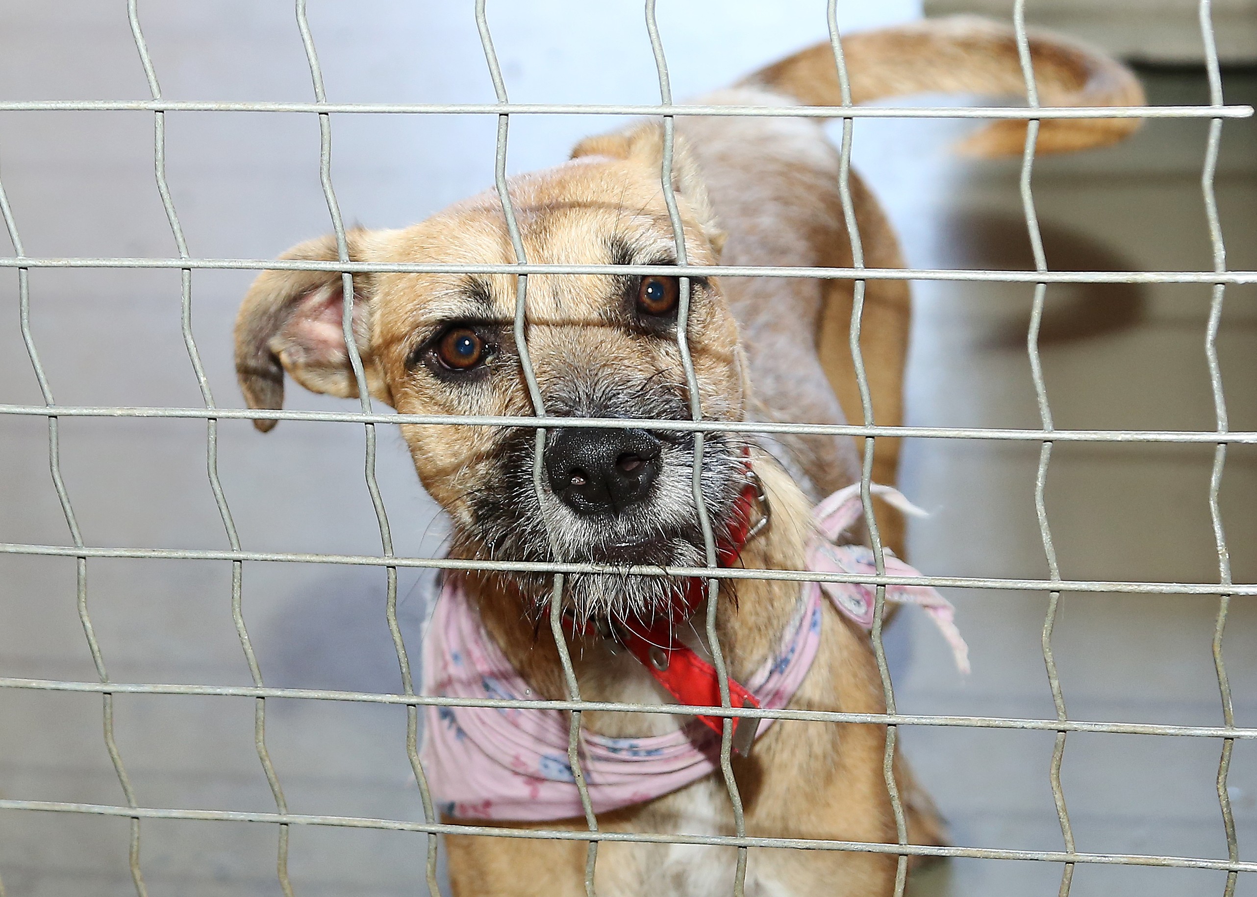 Mais de 50 animais resgatados pela Prefeitura de Curitiba estão à ...