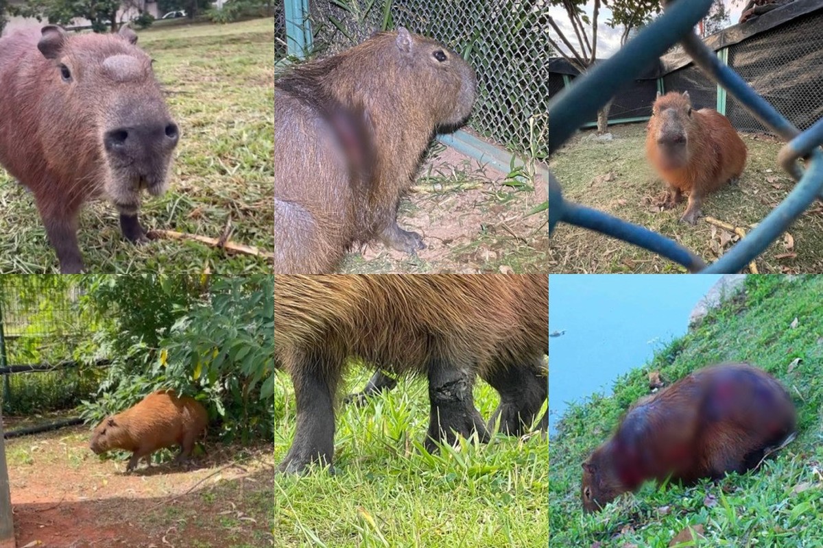 Wolverine, Ricardão, Ruth e Raquel: das 120 capivaras monitoradas no ...